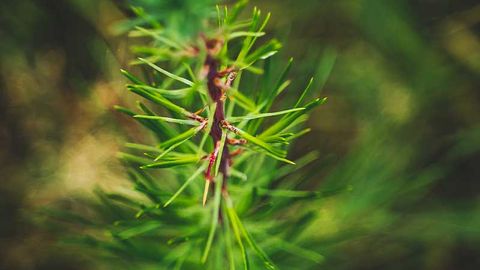 The life cycle of a tree | EcoTree