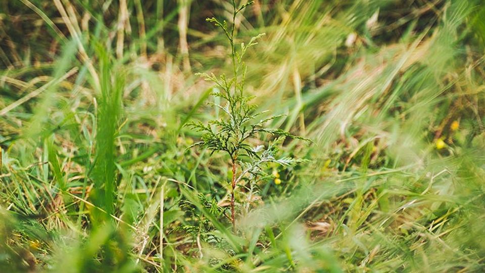 Plant trees and help us take on climate change | EcoTree
