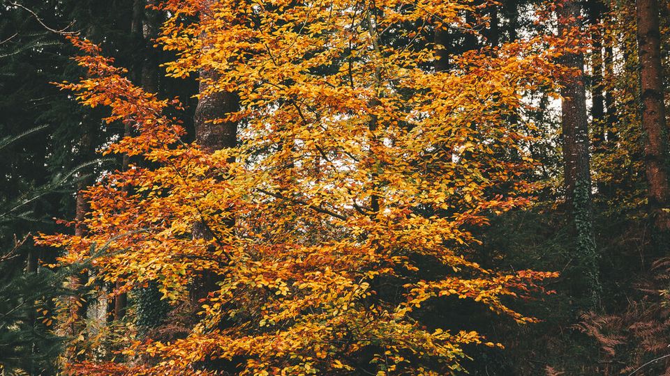 What is a tree? – definition, anatomy and characteristics | EcoTree