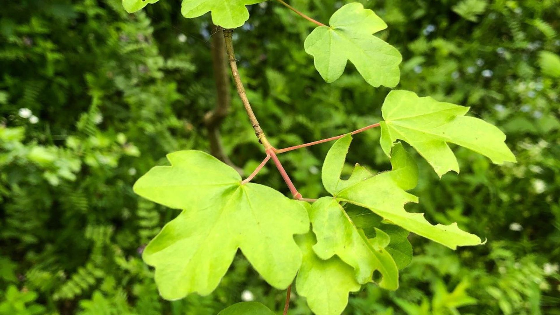 Biche ou chevrette, comment s’appelle la femelle du chevreuil ? EcoTree