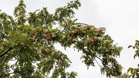 Sorb tree - Peyrat de Bellac Forest (87) - (6169) | EcoTree