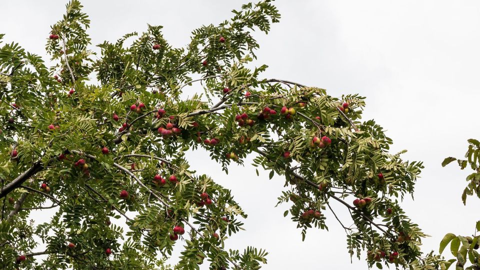 What is a tree? – definition, anatomy and characteristics | EcoTree