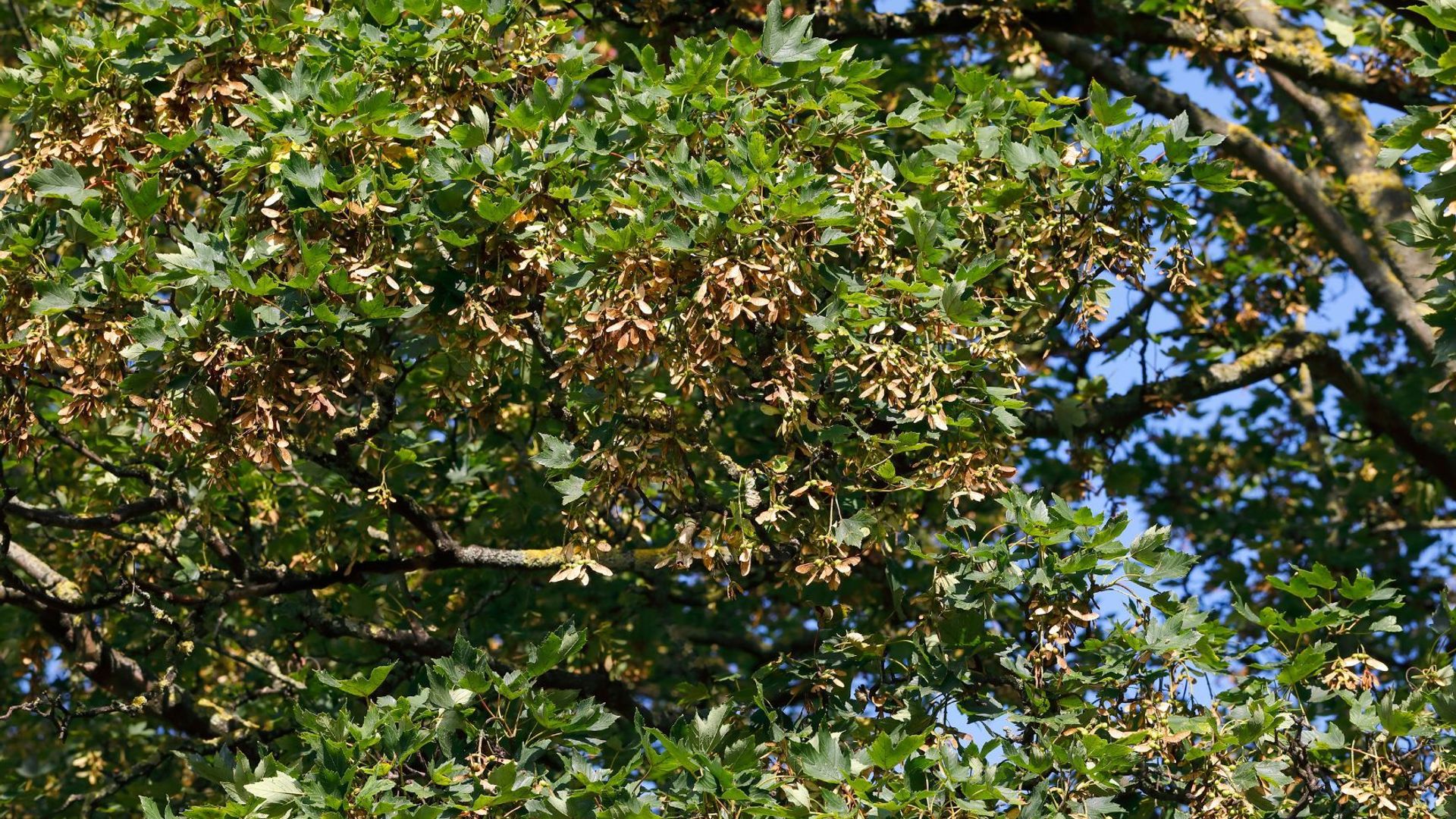 Etat des lieux des forêts de Suède | EcoTree valoriser nos forêts