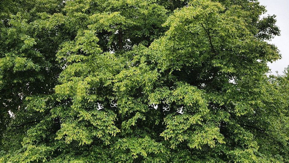 The life cycle of a tree | EcoTree