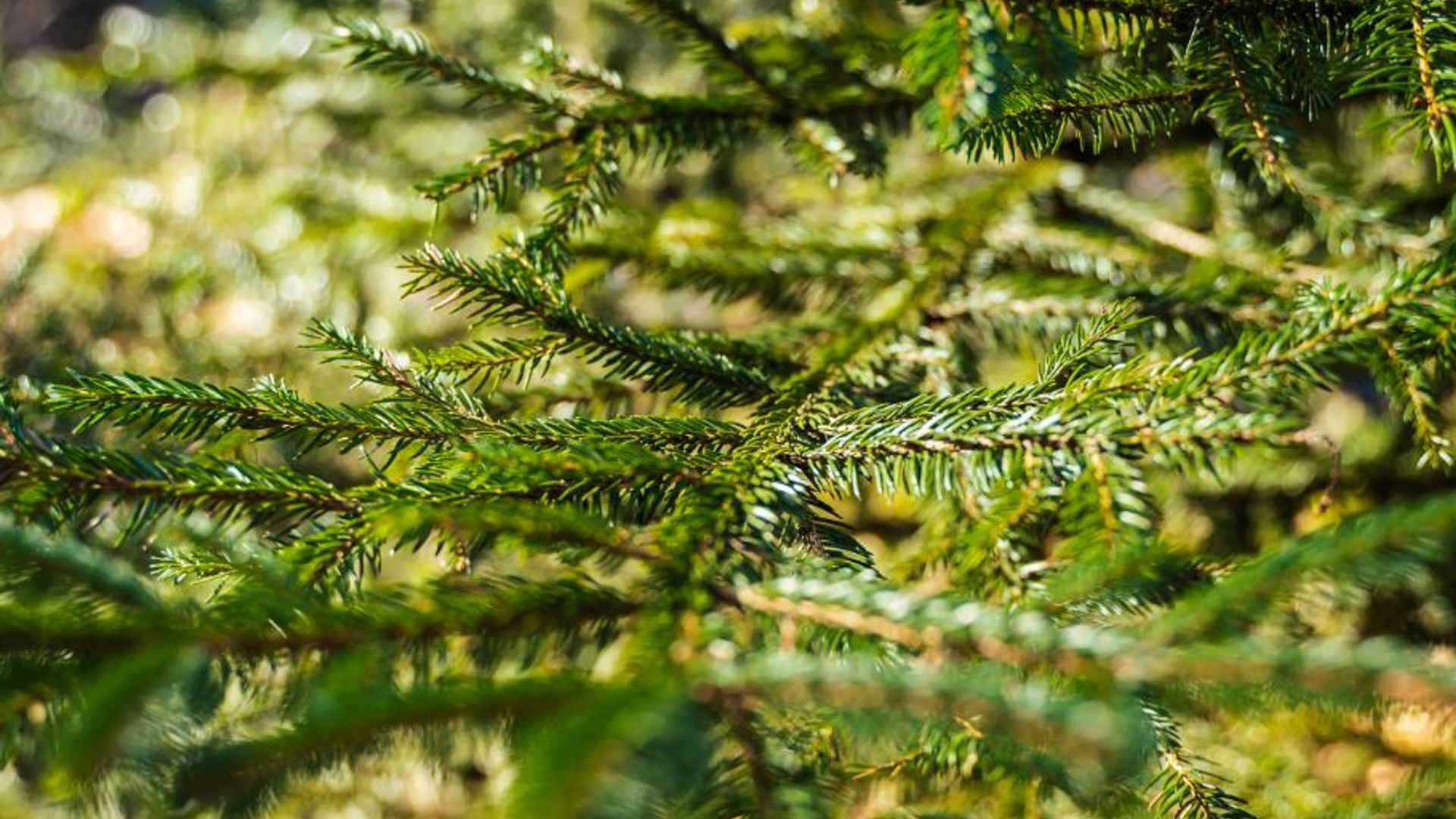 Forêt primaire : définition et caractéristiques | EcoTree