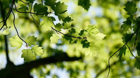 Checker tree - Lacelle Forest (19) - (5372) | EcoTree