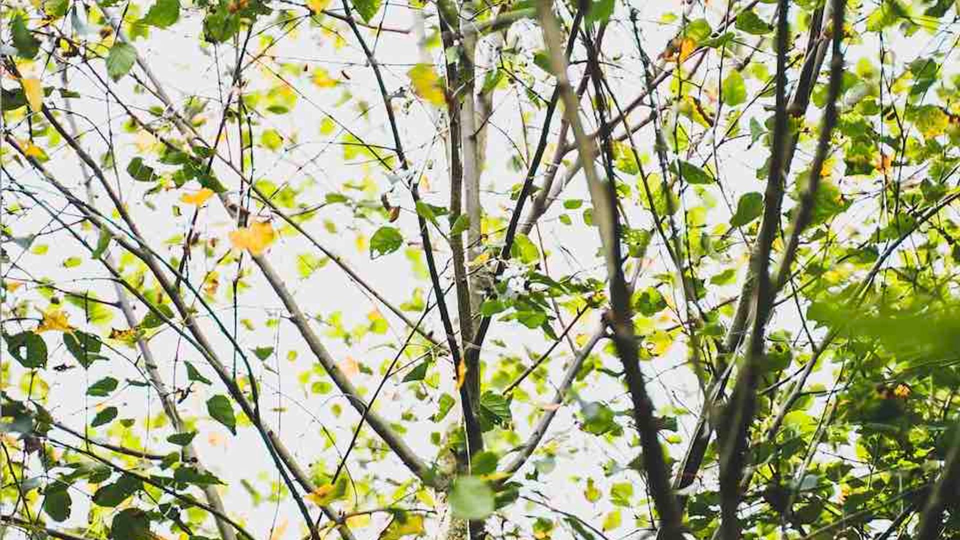 Poplar: characteristics & use | EcoTree