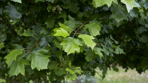 Checker tree - Montplonne Forest (55) - (6092) | EcoTree