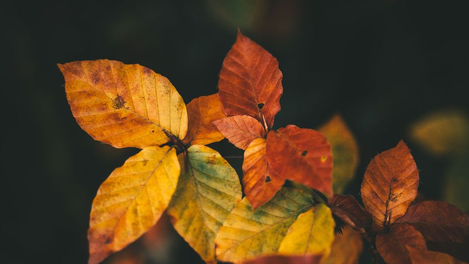 Trees communicate with each other through astonishing networks | EcoTree