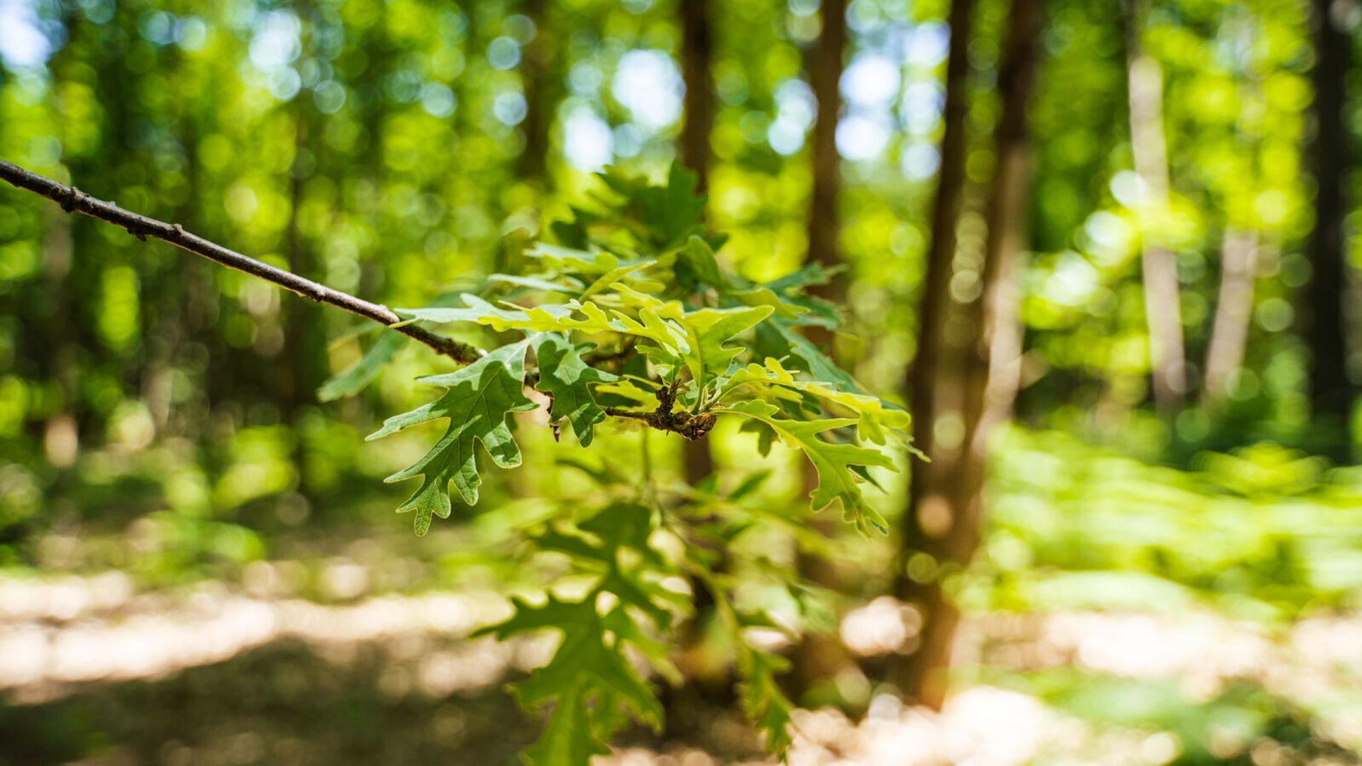 10 reasons to take a walk in the woods and start forest hiking