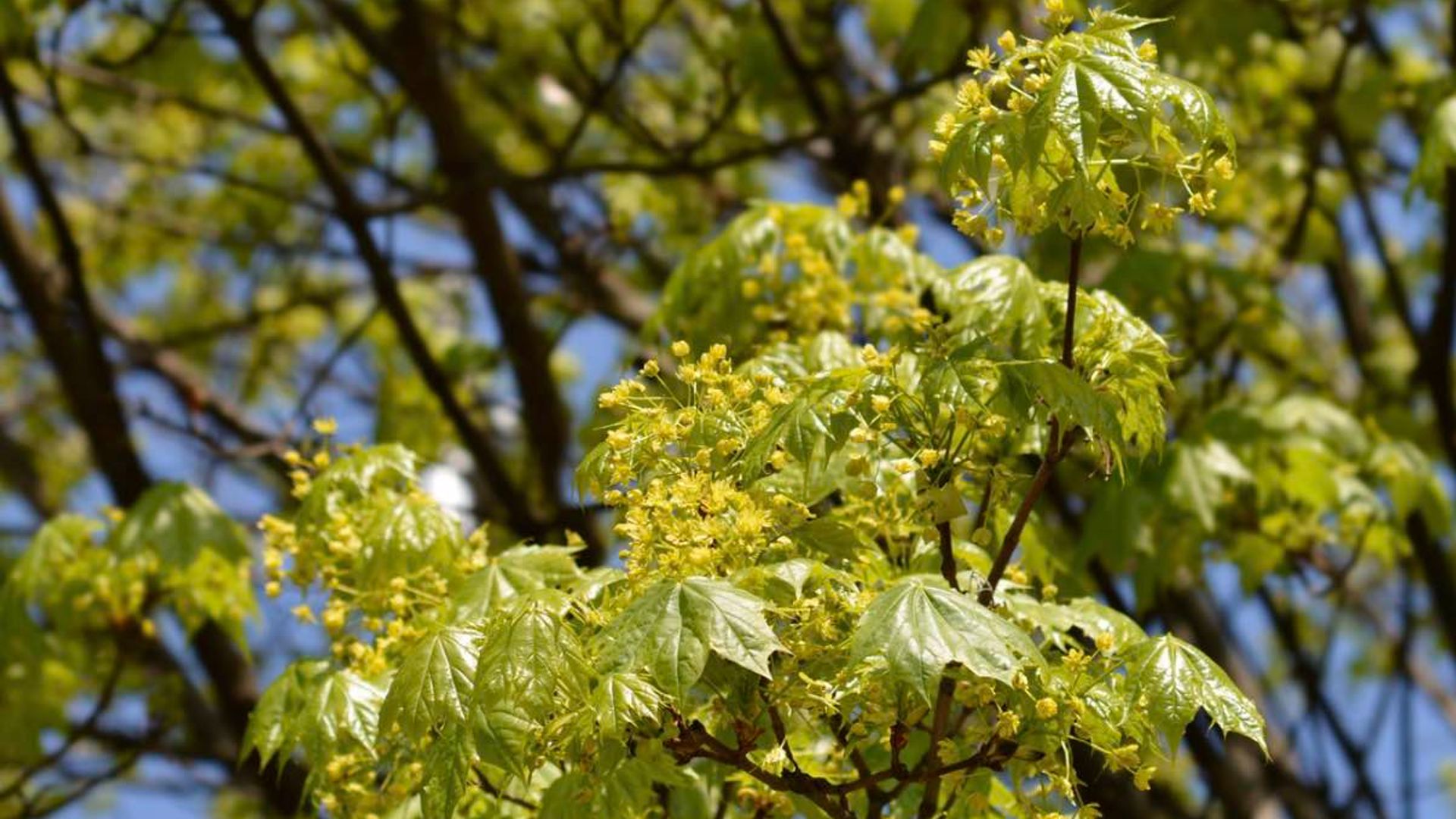 Alisier blanc : sens, usages, caractéristiques et symbolique | EcoTree