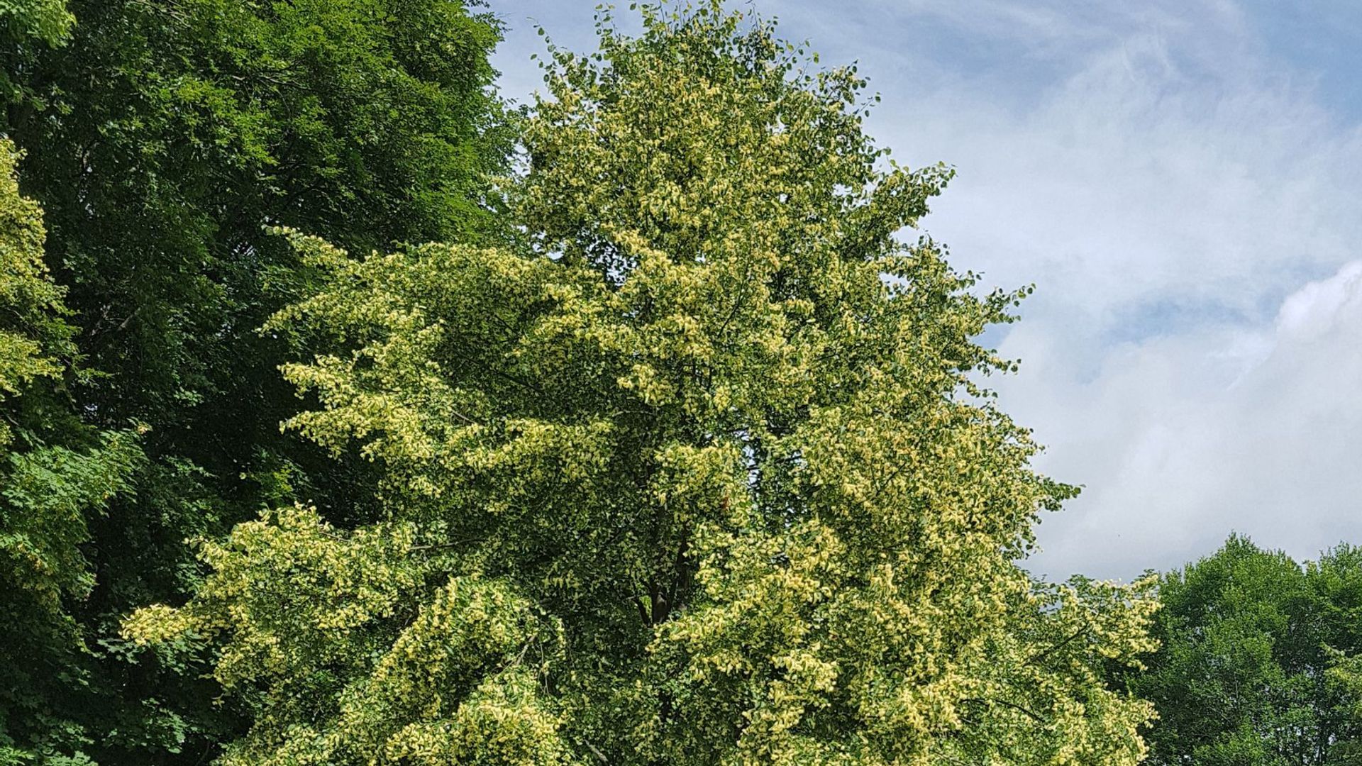 Beuk: betekenis, gebruik, kenmerken en symboliek | EcoTree