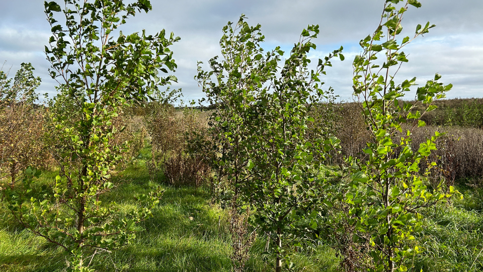 Hvad er et træ? - Definition, anatomi og karakteristika | EcoTree