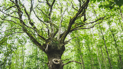 Vintereg - Launay Guen-skoven (22) - (5780) | EcoTree