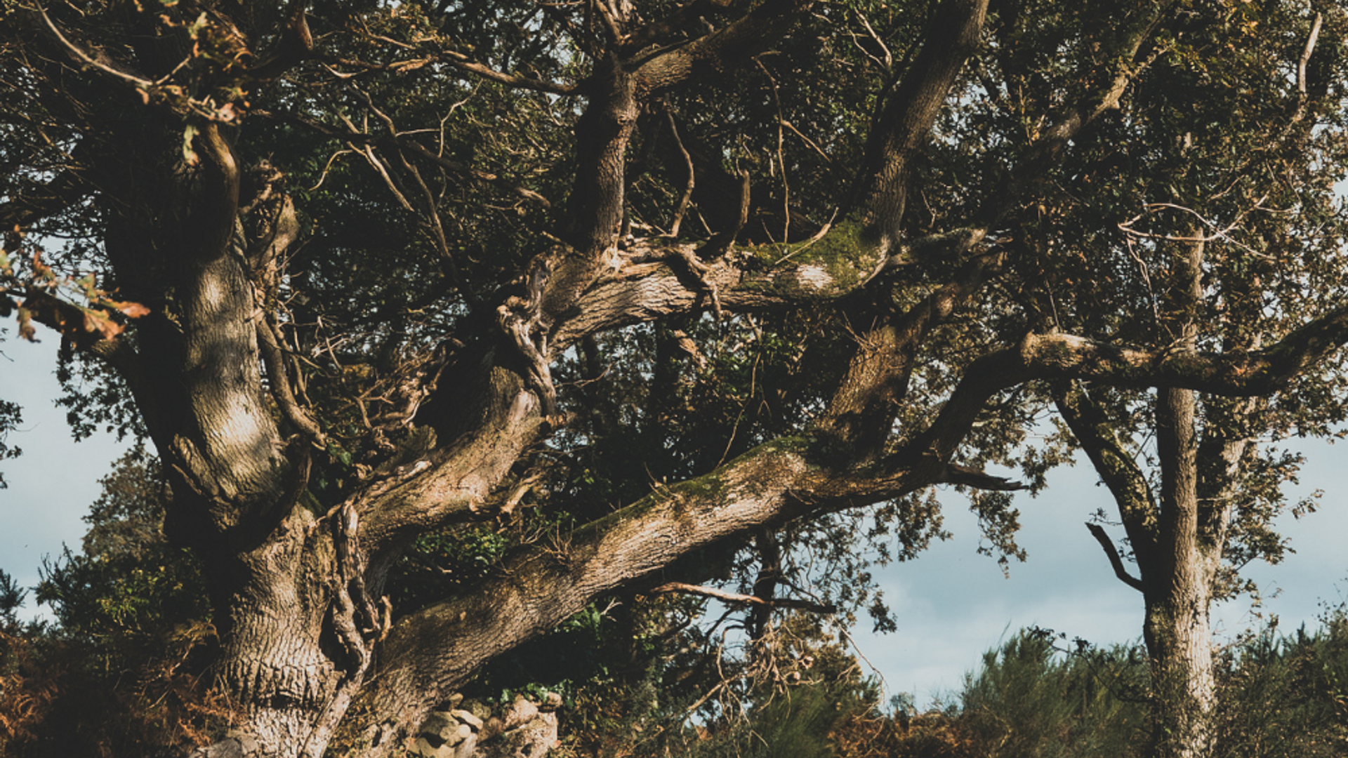 Biche ou chevrette, comment s’appelle la femelle du chevreuil ? EcoTree