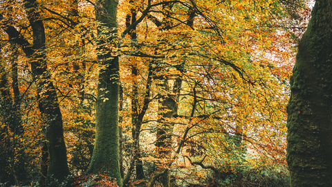 Beech - Lacelle Forest (19) - (6958) | EcoTree