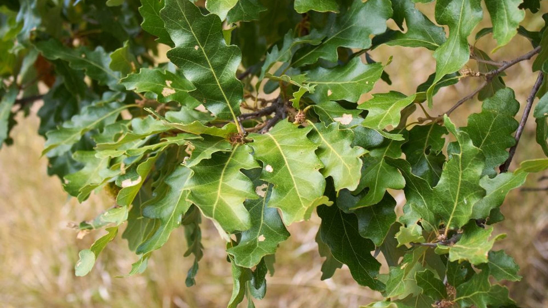 Poplar: characteristics & use | EcoTree