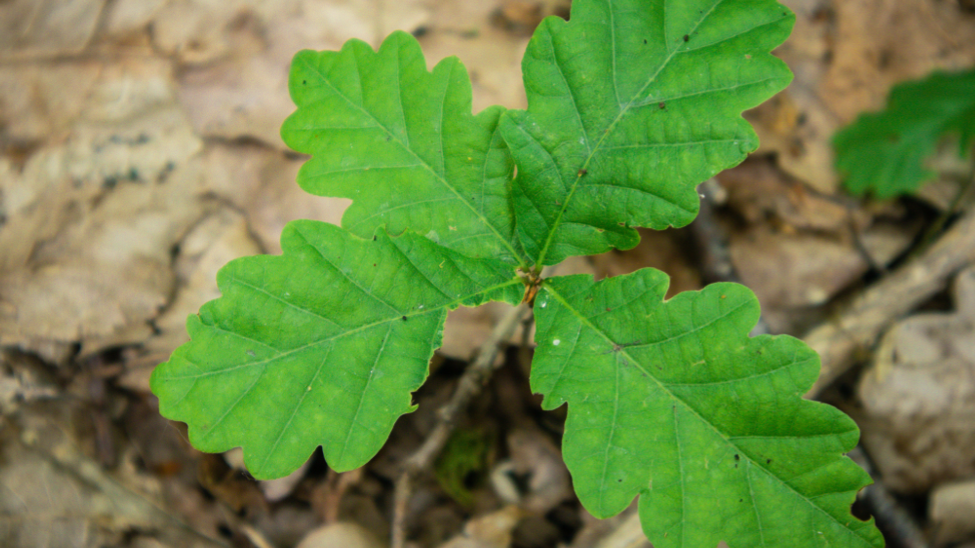 The life cycle of a tree | EcoTree