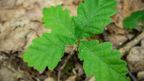 What is a tree? – definition, anatomy and characteristics | EcoTree
