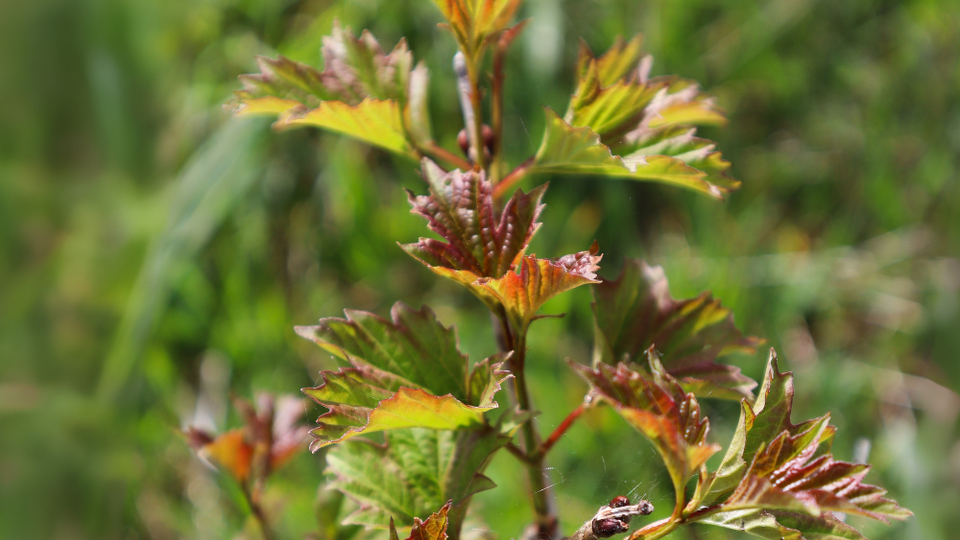 Vintereg - Peyrat de Bellac-skoven (87) - (6519) | EcoTree