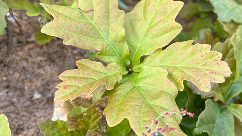 Sessile Oak - Peyrat de Bellac Forest (87) - (6533) | EcoTree