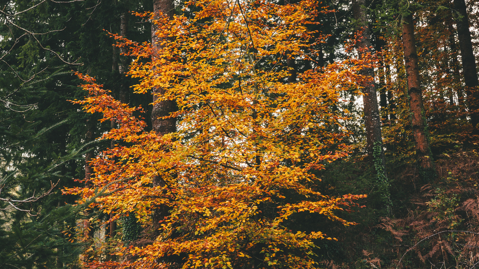 Norway Spruce - The Old Gravel Forest in Nysum (7755) - (4400) | EcoTree