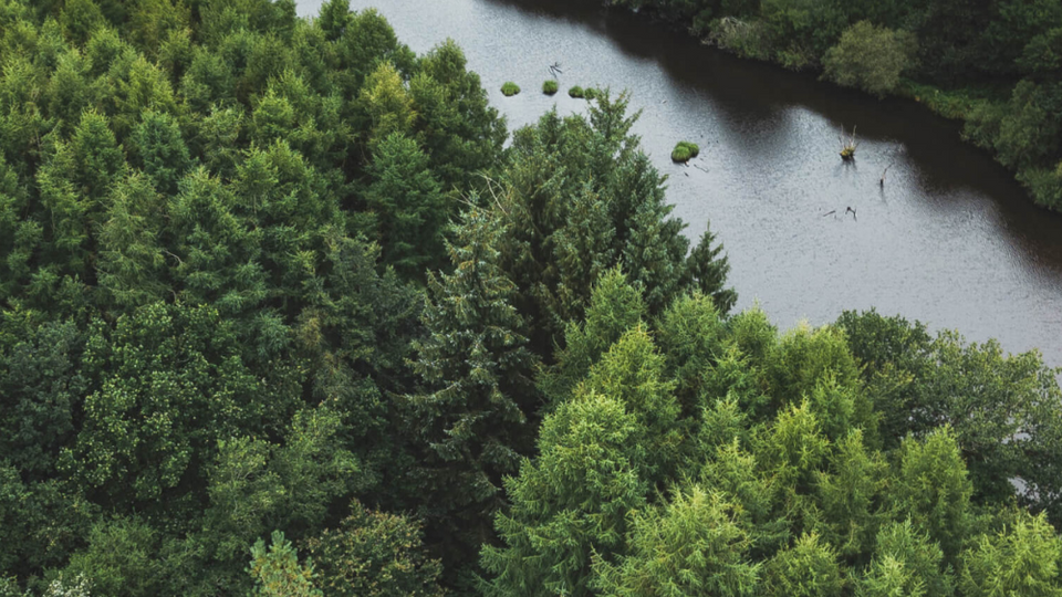 Zeeden - Yzeures-sur-Creuse bos (37) - (6555) | EcoTree