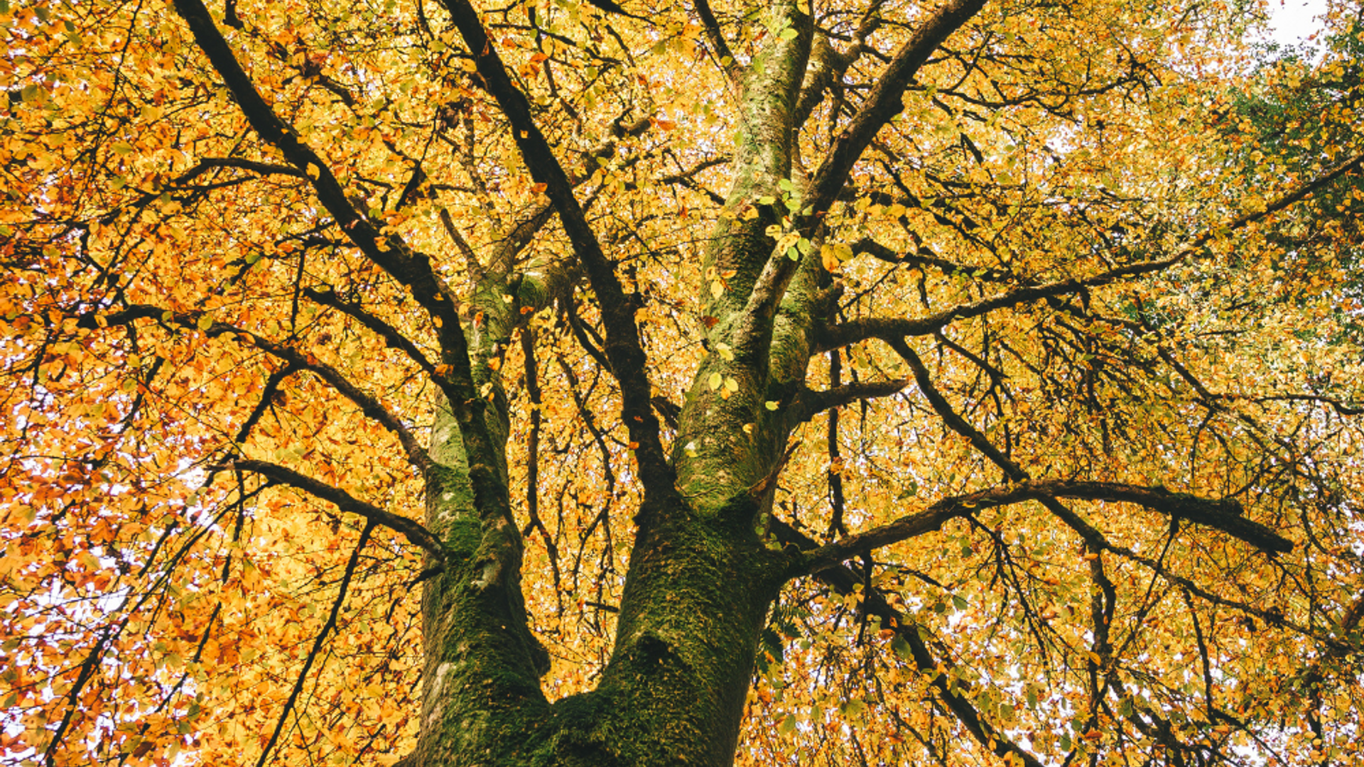 Beech: meaning, uses, characteristics and symbolism | EcoTree