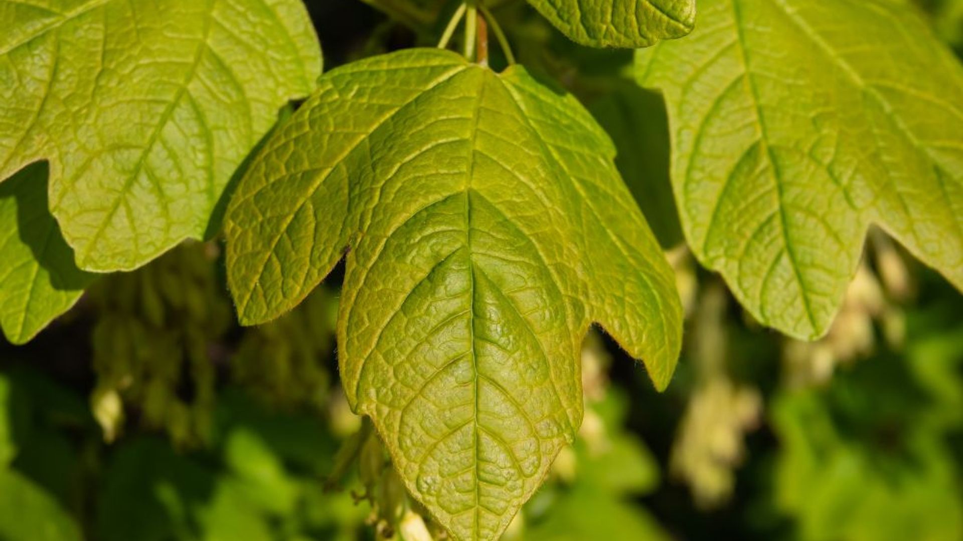 What does the PEFC Certification mean for Sustainable Forestry? | EcoTree