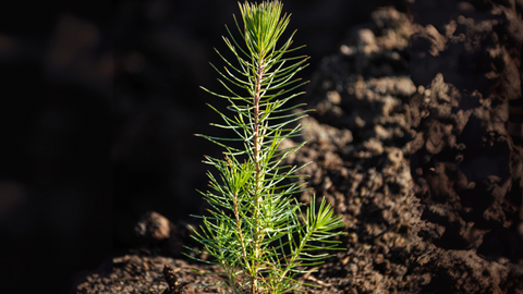 Zeeden - Yzeures-sur-Creuse bos (37) - (6555) | EcoTree