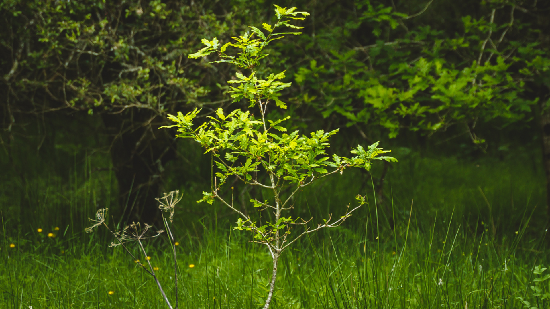 What is a tree? – definition, anatomy and characteristics | EcoTree