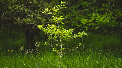 Vintereg - Yzeures-sur-Creuse skoven (37) - (6686) | EcoTree