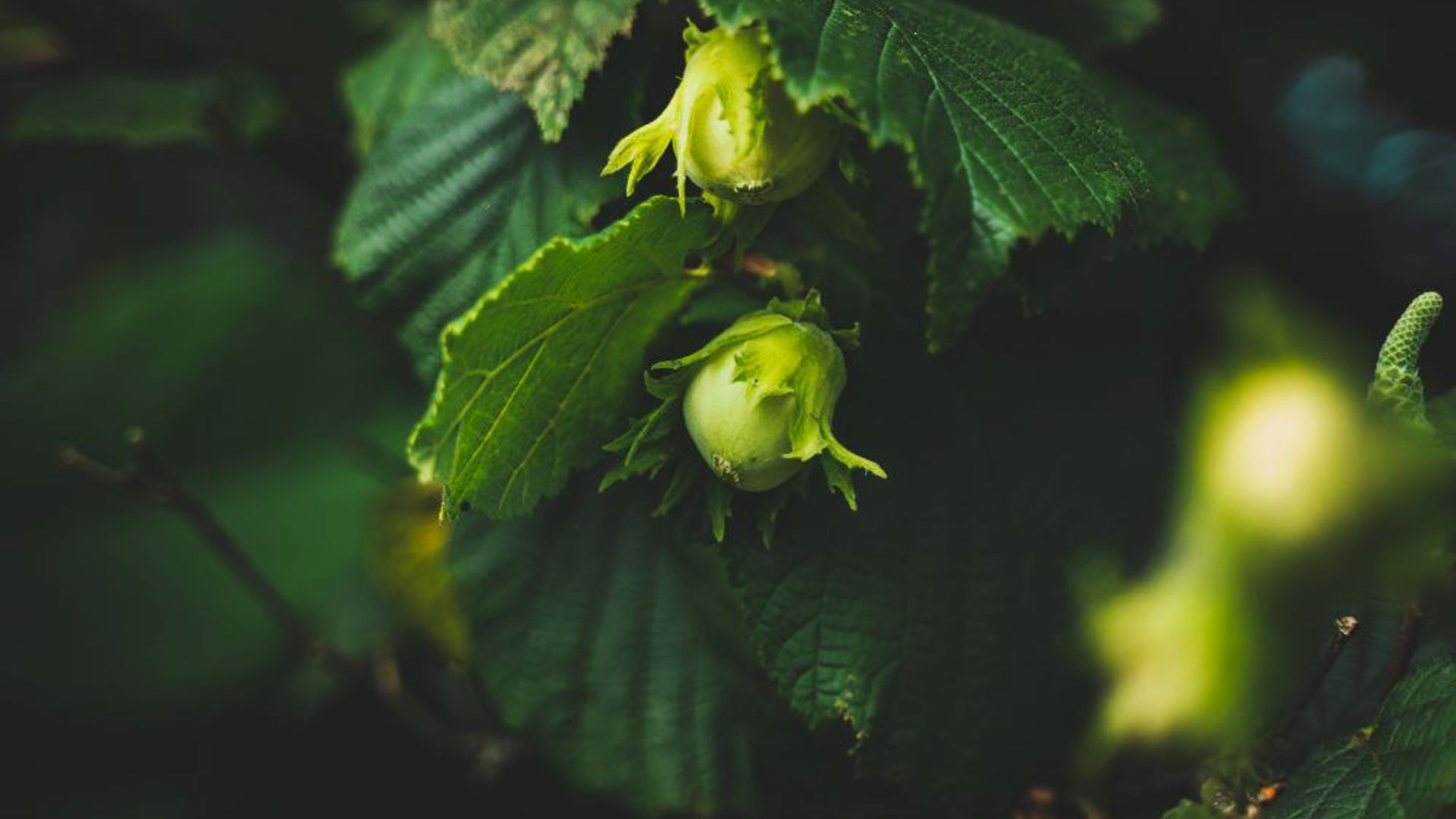 Glossary: common words and concepts about forestry and trees | EcoTree