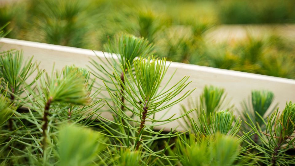 Ceder: eigenschappen, gebruik en symboliek | EcoTree