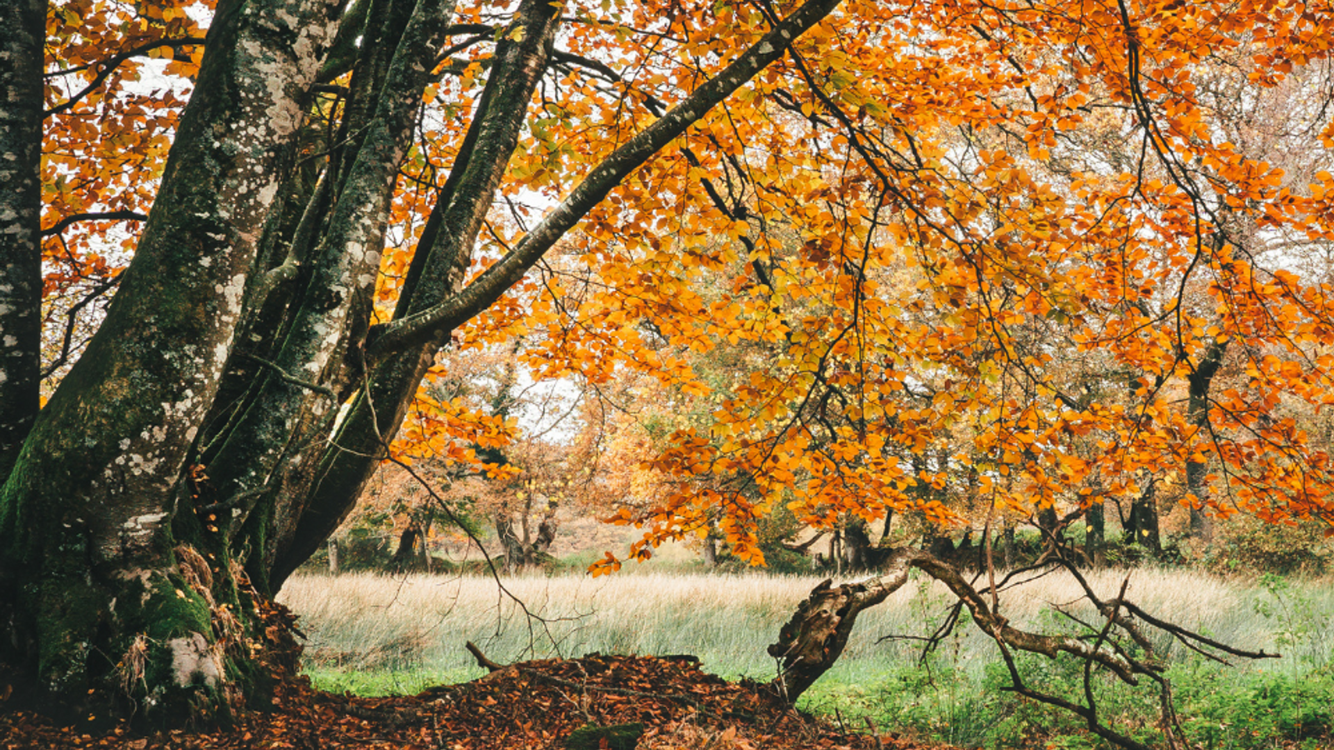 What happens in the forest during winter? | EcoTree
