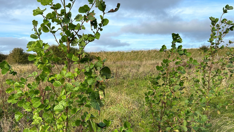 Vintereg - Peyrat de Bellac-skoven (87) - (6508) | EcoTree