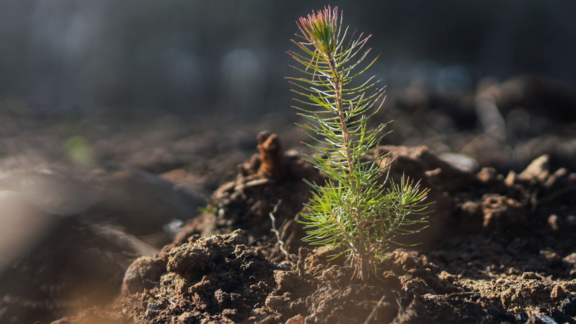 10 reasons to take a walk in the woods and start forest hiking