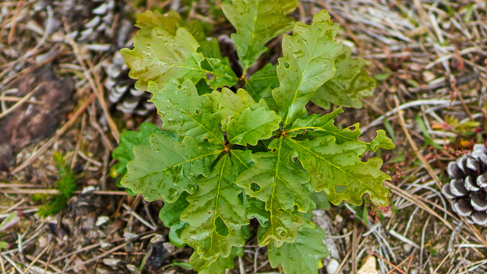 The life cycle of a tree | EcoTree