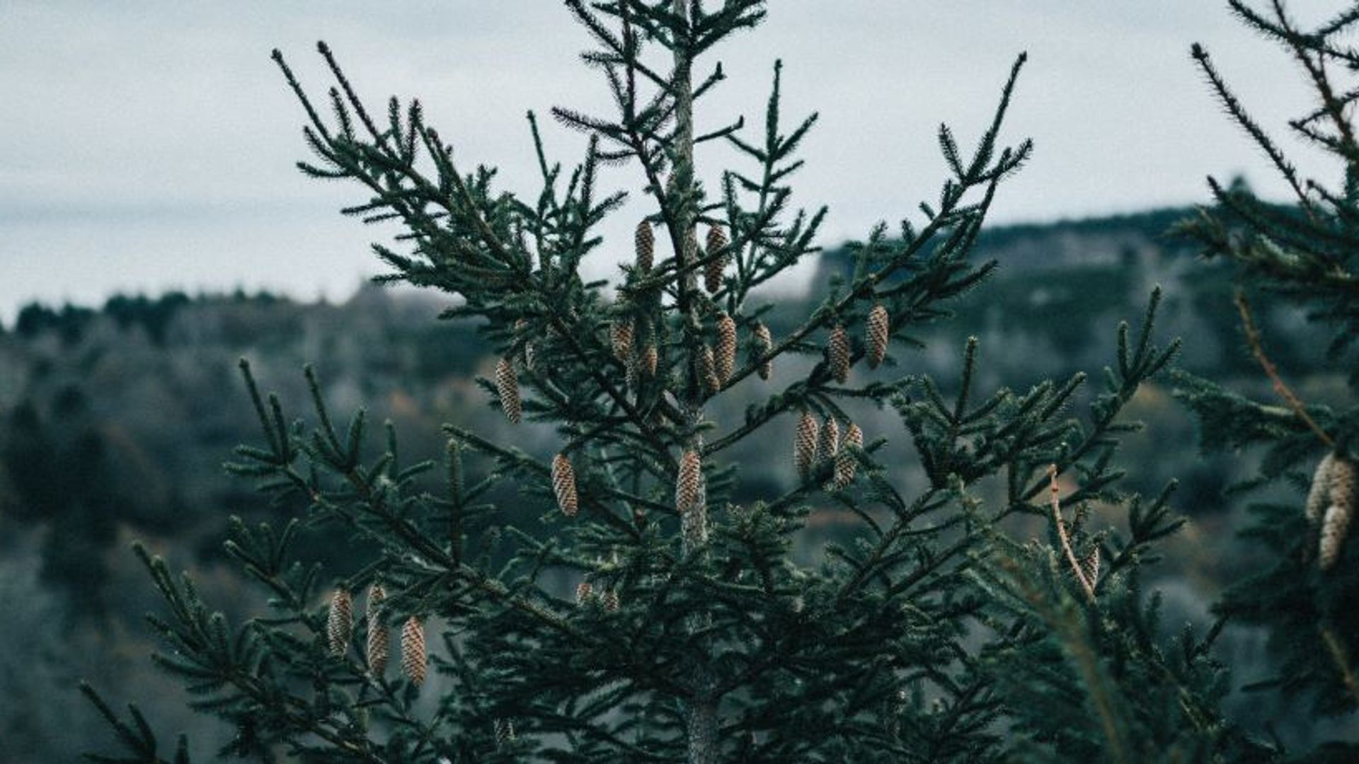 Forêt primaire : définition et caractéristiques | EcoTree