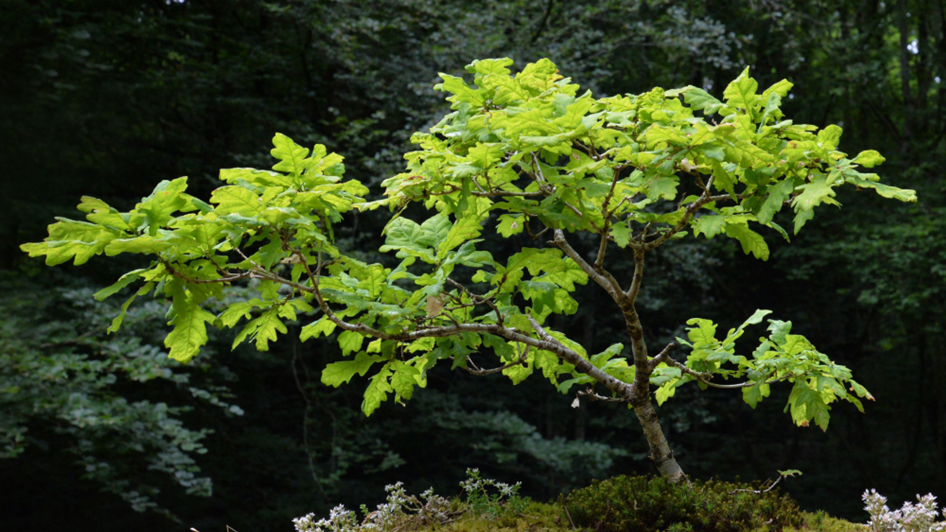 The life cycle of a tree | EcoTree