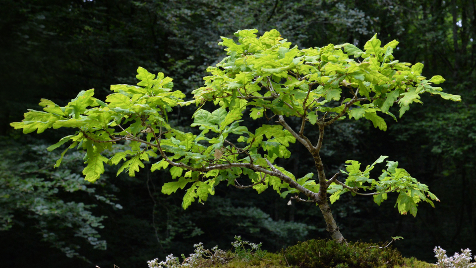 What is a tree? – definition, anatomy and characteristics | EcoTree