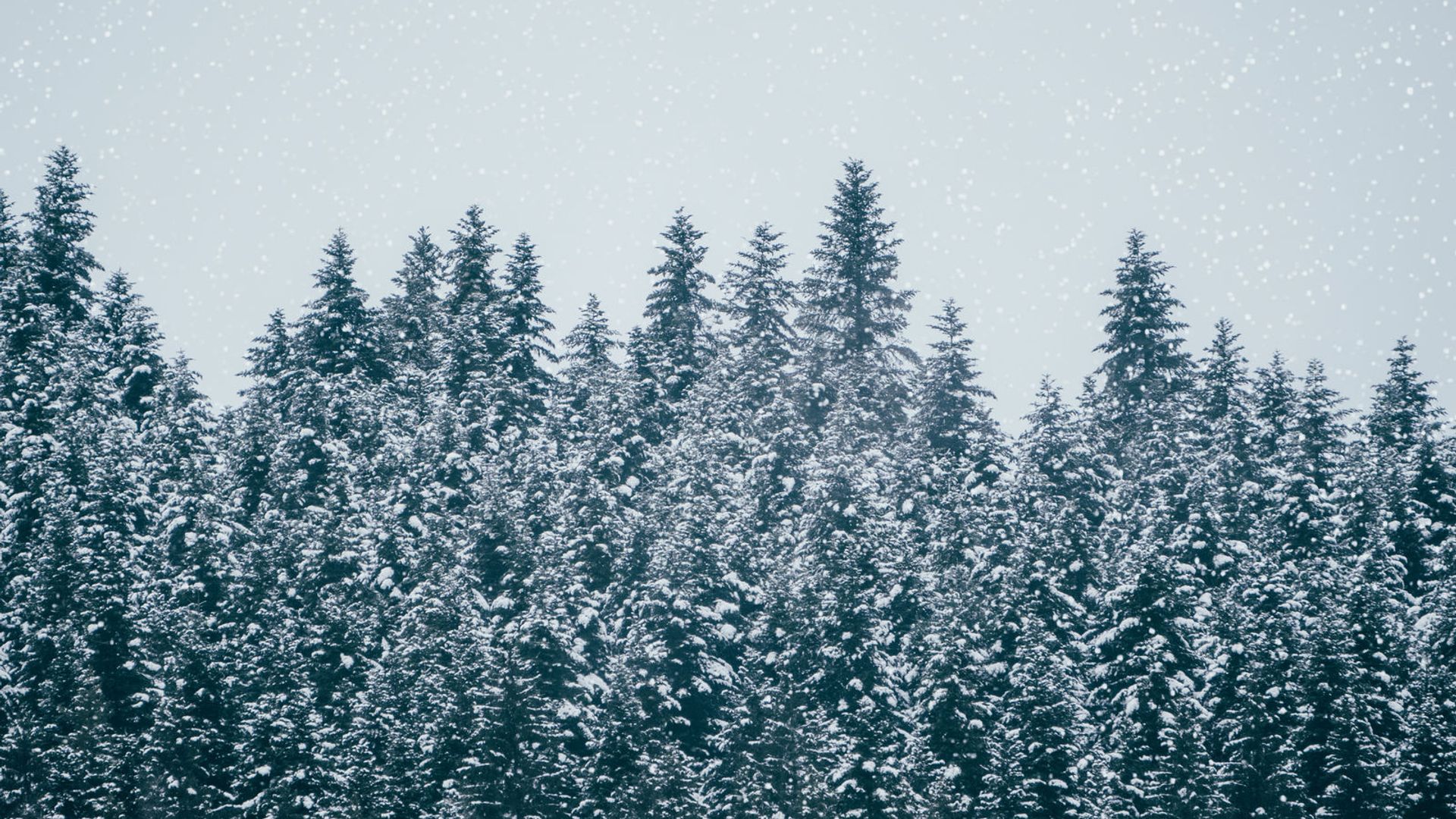 Bienvenue dans notre marché aux arbres ! | EcoTree