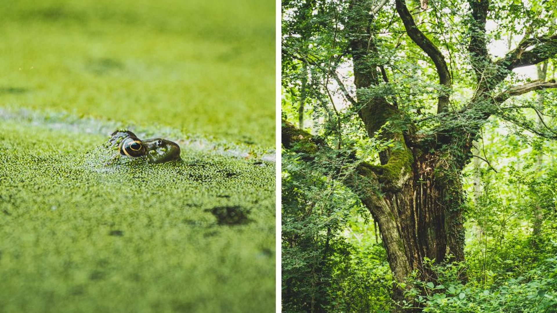 Bienvenue dans notre marché aux arbres ! | EcoTree