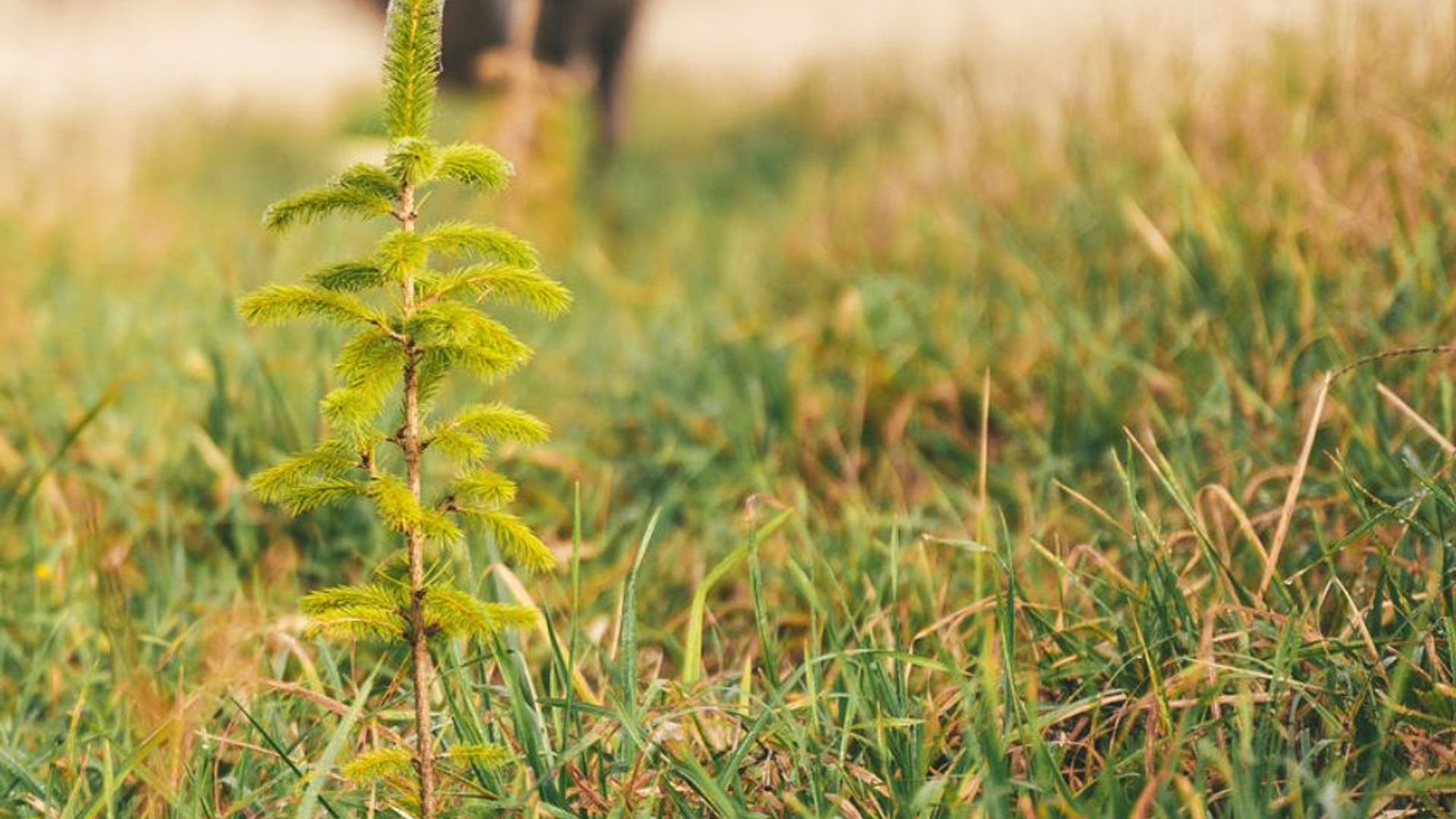 Bienvenue dans notre marché aux arbres ! | EcoTree