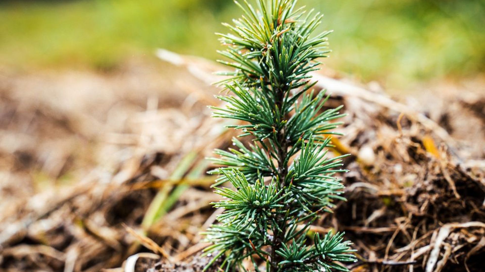 Bienvenue dans notre marché aux arbres ! | EcoTree