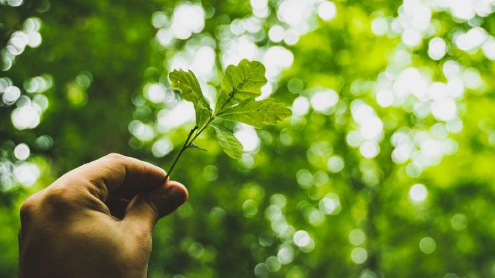 Bienvenue dans notre marché aux arbres ! | EcoTree