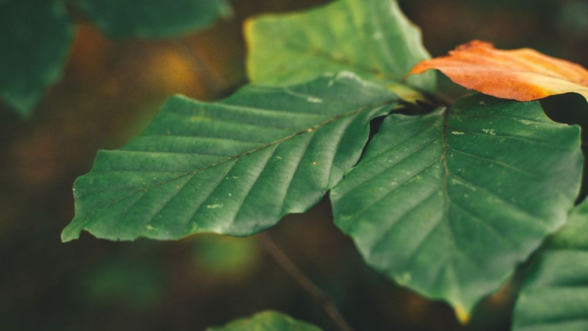 Bienvenue dans notre marché aux arbres ! | EcoTree