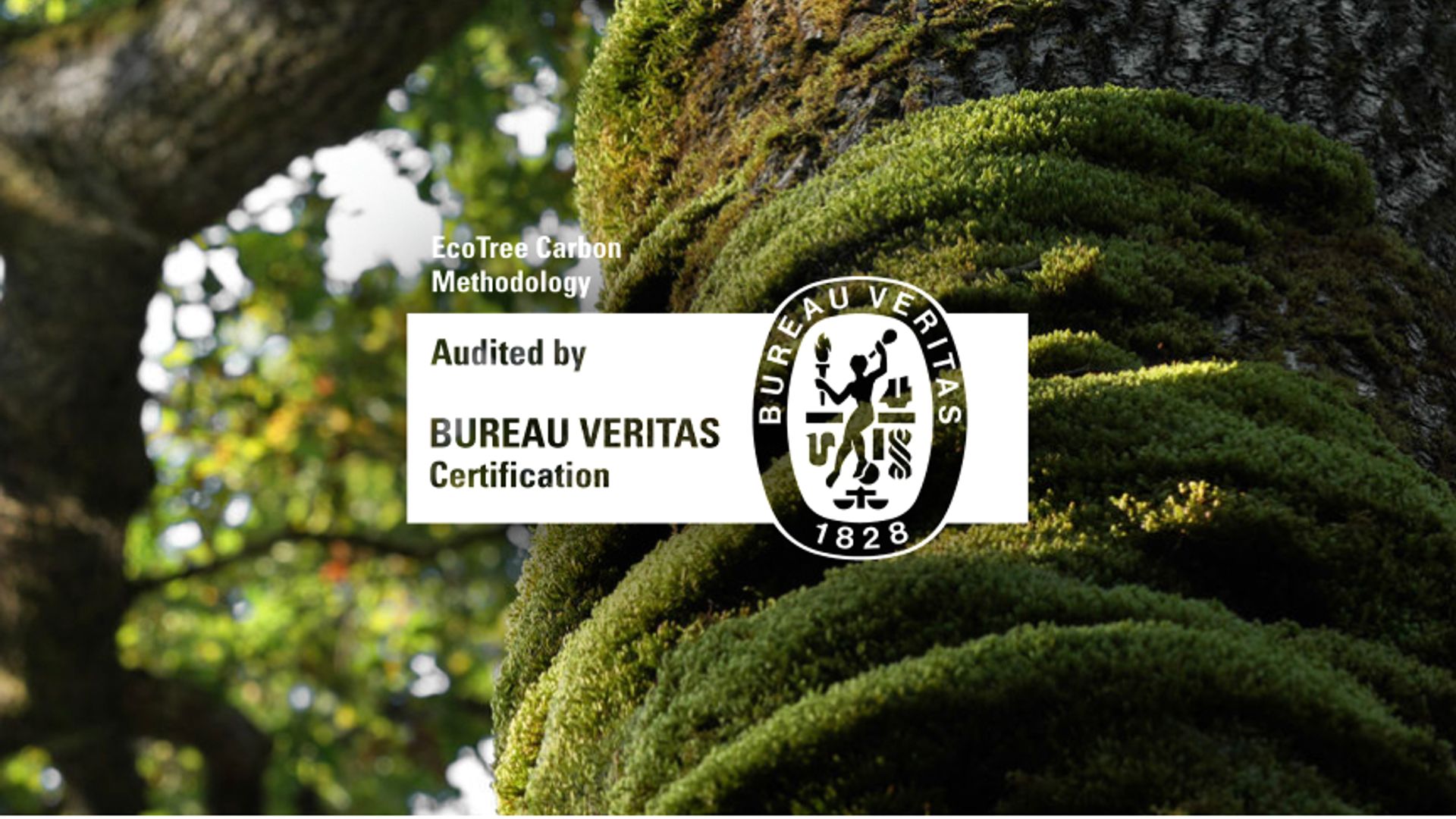 Taking the train? Why EcoTree suggests contributing to the environment.